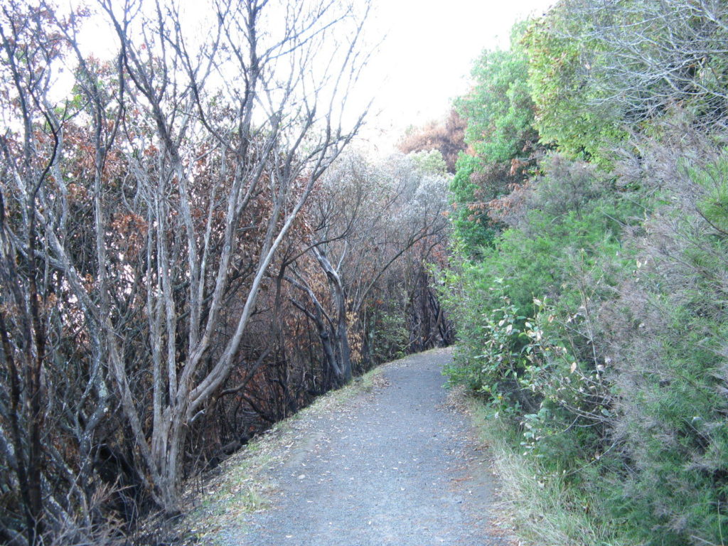Port Hills by Bus: Kiwi | Christchurch 360 Trail